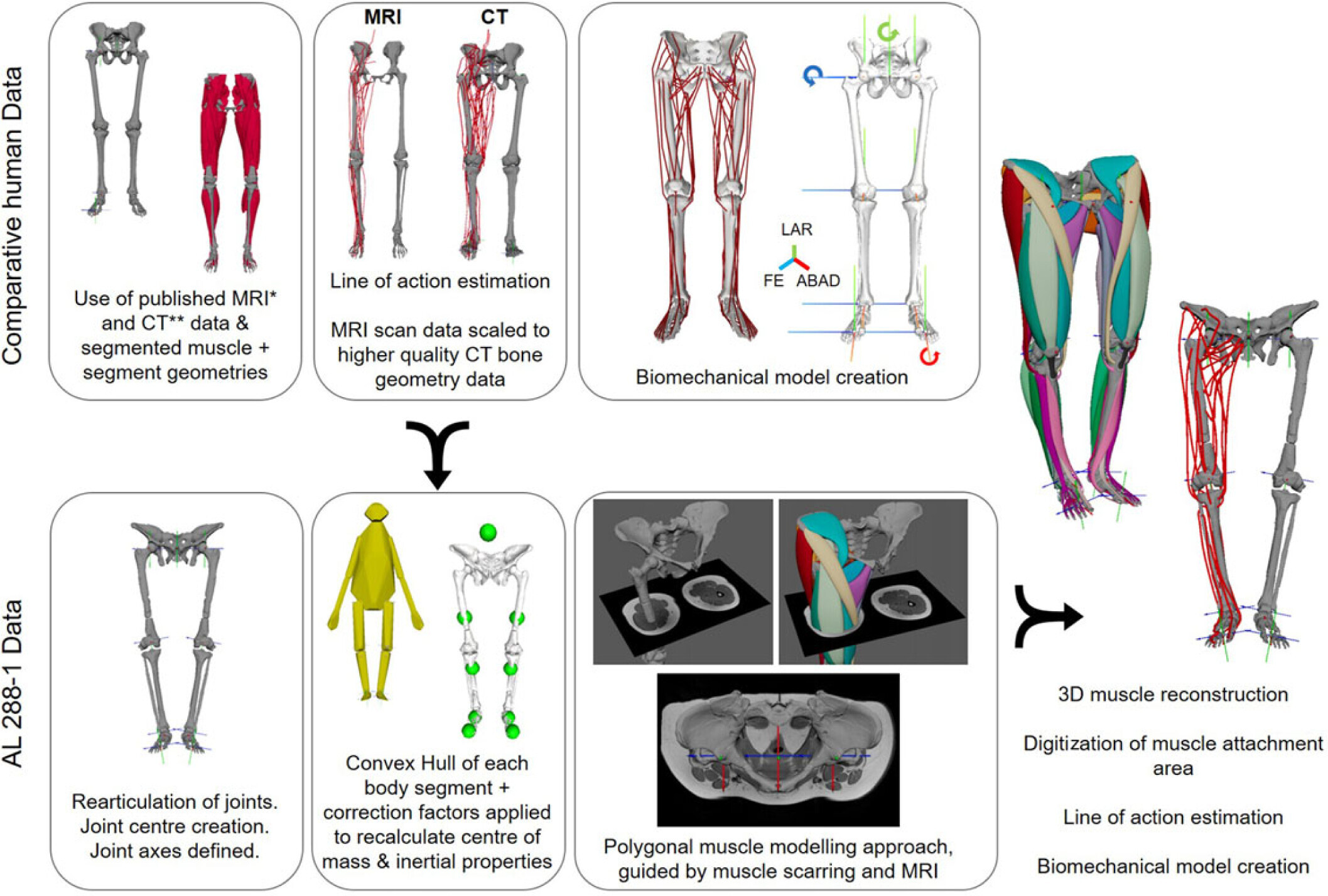 Lucy the ancient human walked fully upright, and she was ripped